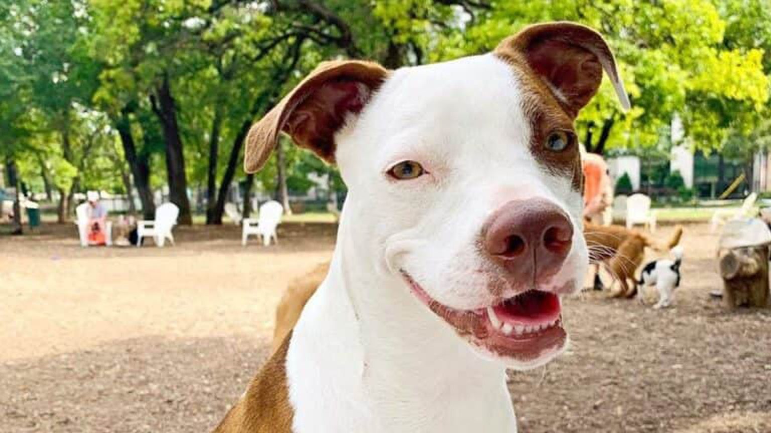 32 Amazing American Pitbull Terrier Mixed Breeds!