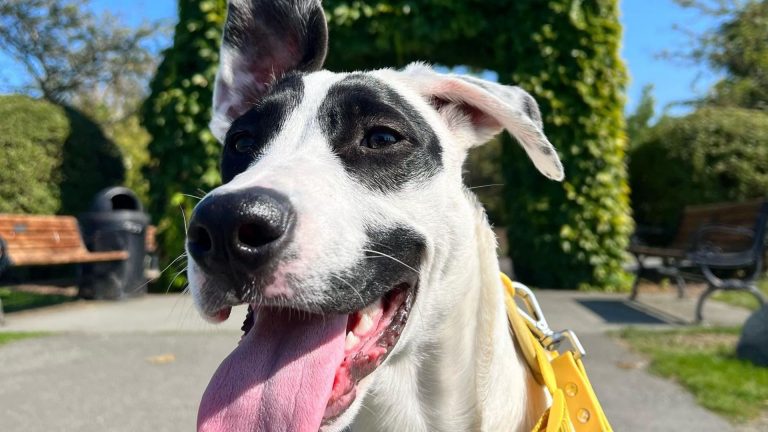 32 Amazing American Pitbull Terrier Mixed Breeds!