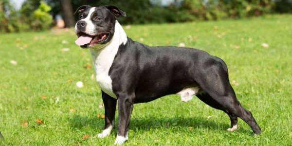Different Types of Pit Bulls | What Breed is a Pitbull?