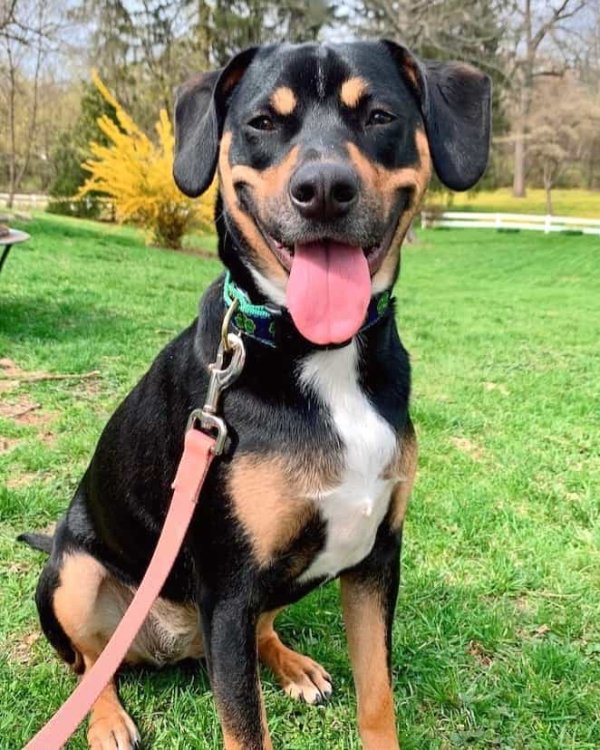 Beagle Pitbull Mix: Puppies, Size, Pictures and More!