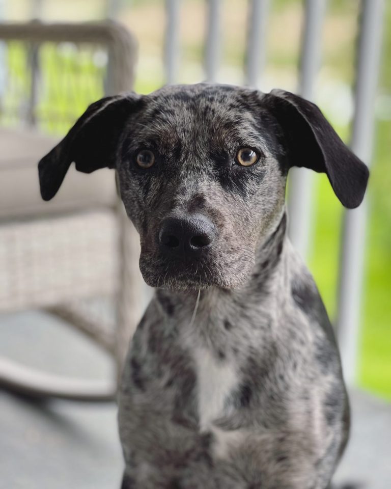 Catahoula Leopard Dog Mixed With Pitbull: Puppies & Prices