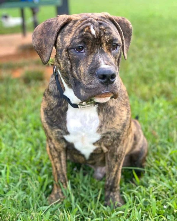 English Bulldog Mixed Pitbull: Puppies, Pictures and Price!
