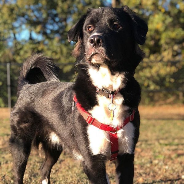 Great Pyrenees Mixed With Pitbull: Puppy, Price, Temperament