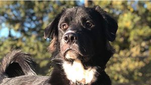 32 Amazing American Pitbull Terrier Mixed Breeds!