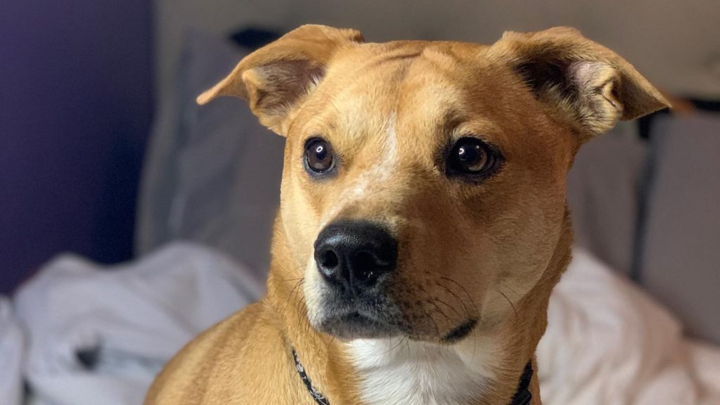 32 Amazing American Pitbull Terrier Mixed Breeds!