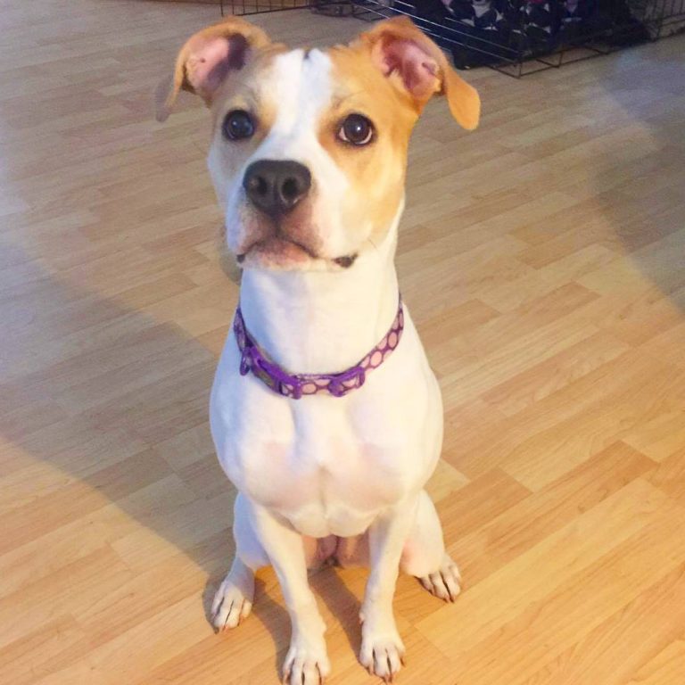 Jack Russell Terrier Pitbull Mix: Puppies, Temperament & MORE