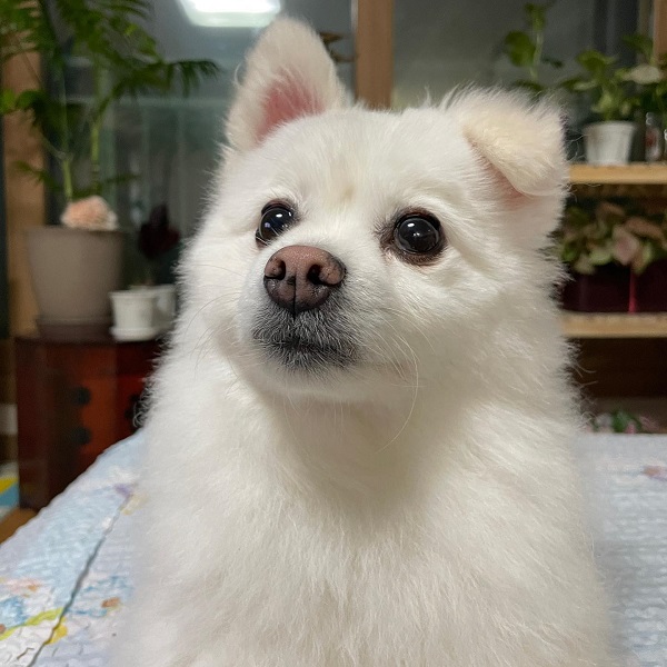 Pomeranian Mixed With Pitbull: Price, Puppies & Pictures!