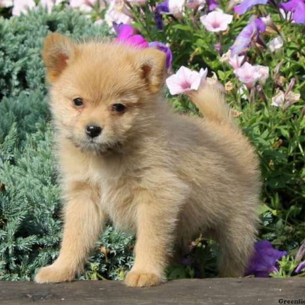 Pomeranian Mixed With Pitbull: Price, Puppies & Pictures!