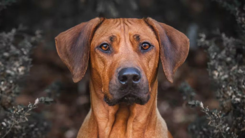 32 Amazing American Pitbull Terrier Mixed Breeds!