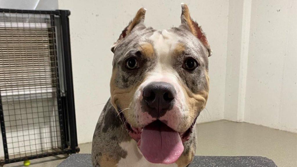 Pitbull Colors Guide: Rare Colored Pitbulls & Most Popular!