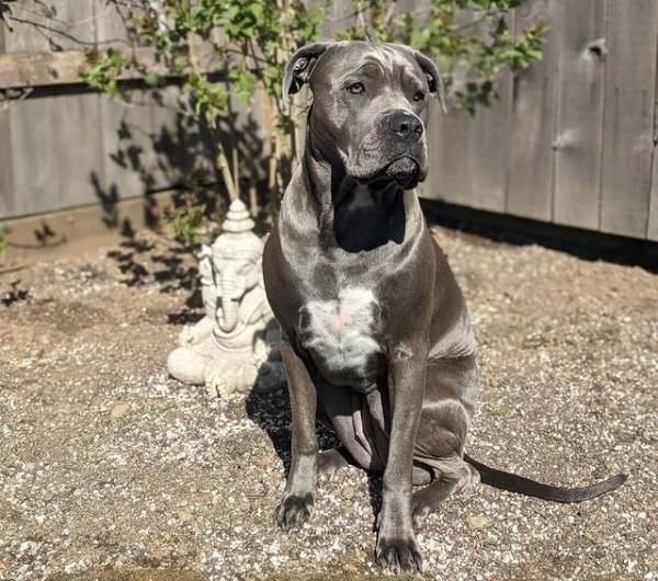 Great Dane and Pitbull Mix: Puppies, Pictures, Temperament