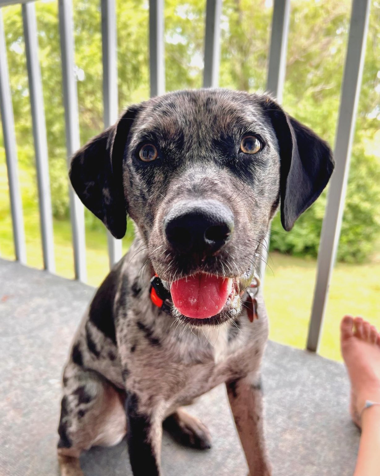 Catahoula Leopard Dog Mixed With Pitbull: Puppies & Prices
