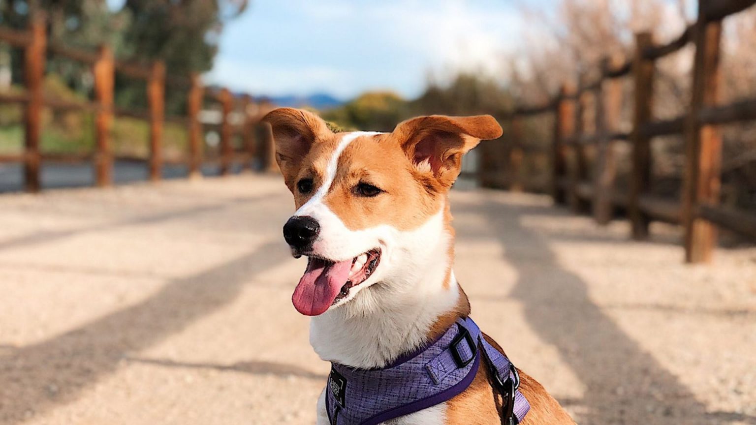 32 Amazing American Pitbull Terrier Mixed Breeds!