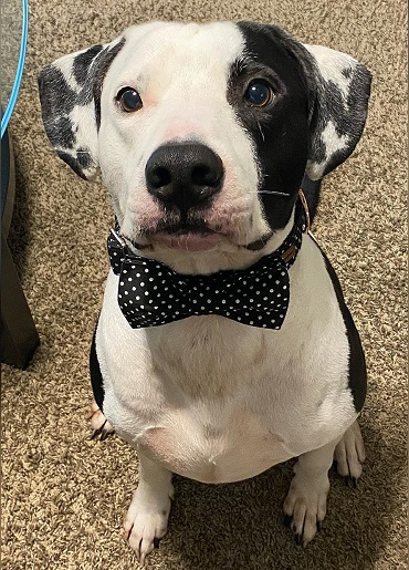 Pitbull Mixed With Damatian: Puppies, Price & Temperament