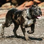 Merle Pitbull: Puppies, Price, Life Expectancy and MUCH MORE