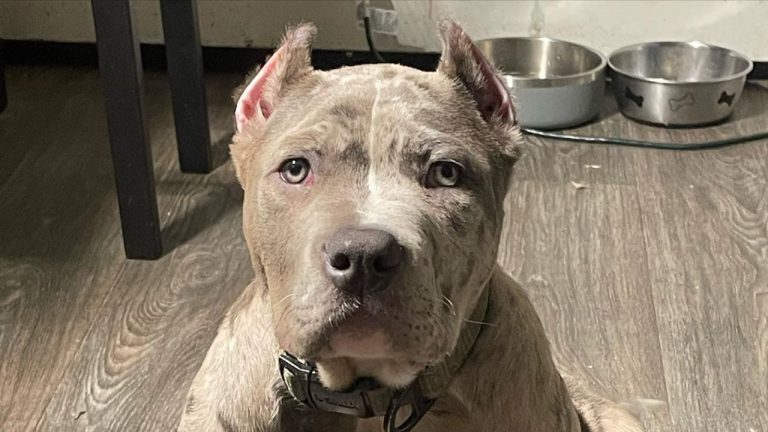 Pitbull Colors Guide: Rare Colored Pitbulls & Most Popular!