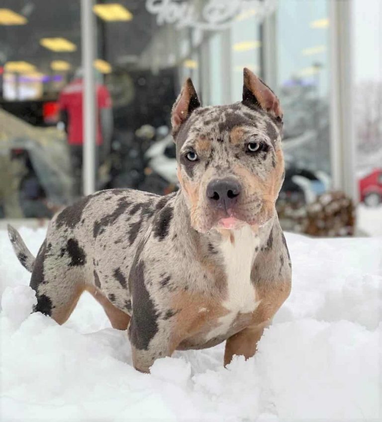 Tricolor Merle Pitbull: Breed Info, Puppies, and Price