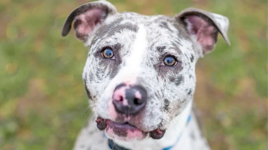 32 Amazing American Pitbull Terrier Mixed Breeds!