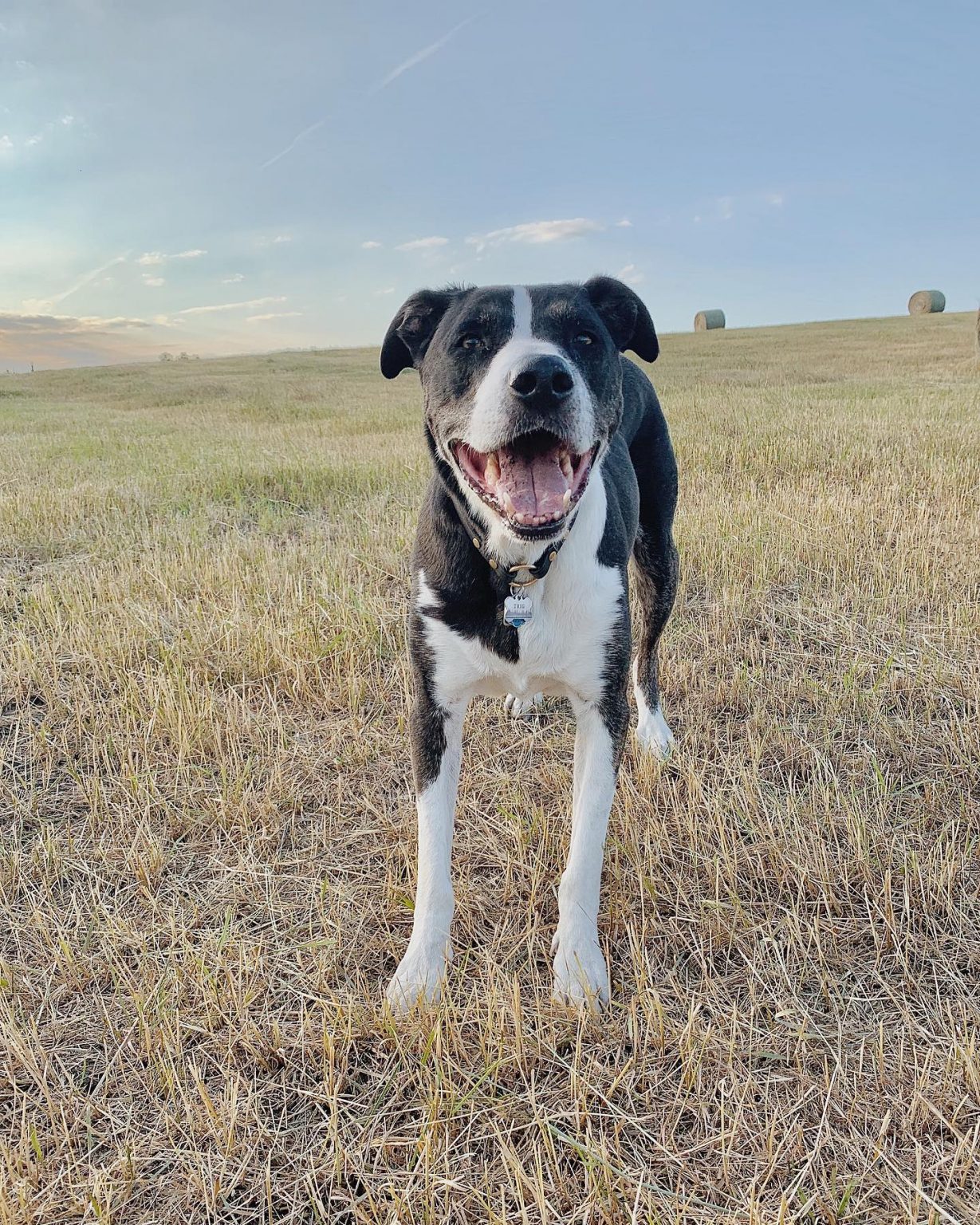 Great Dane and Pitbull Mix: Puppies, Pictures, Temperament