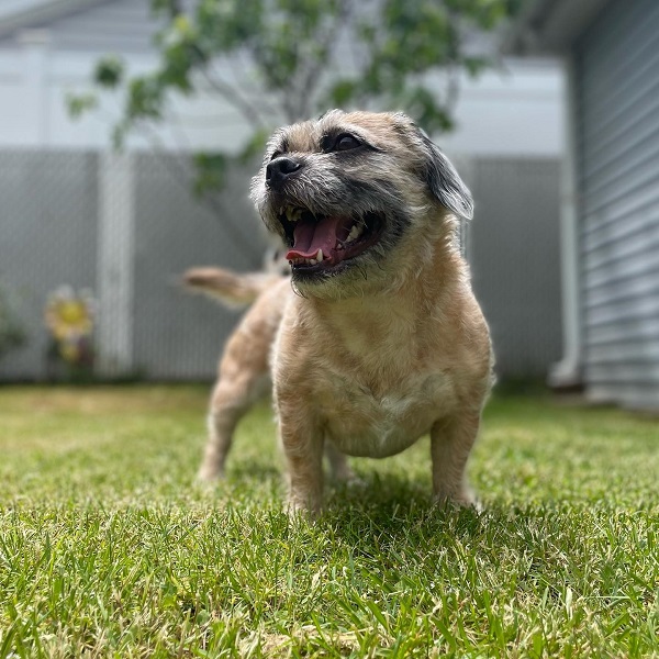 Shih Tzu Pitbull Mix: Puppies, Pictures, Prices and More!