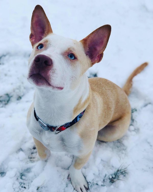 Corgi Pitbull Mix: Puppies, Pictures, Price & Temperament