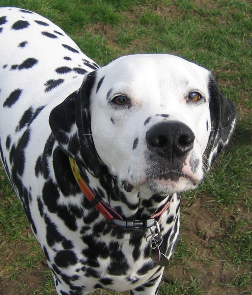 Pitbull Mixed With Damatian: Puppies, Price & Temperament