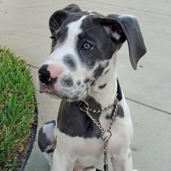 Great Dane and Pitbull Mix: Puppies, Pictures, Temperament