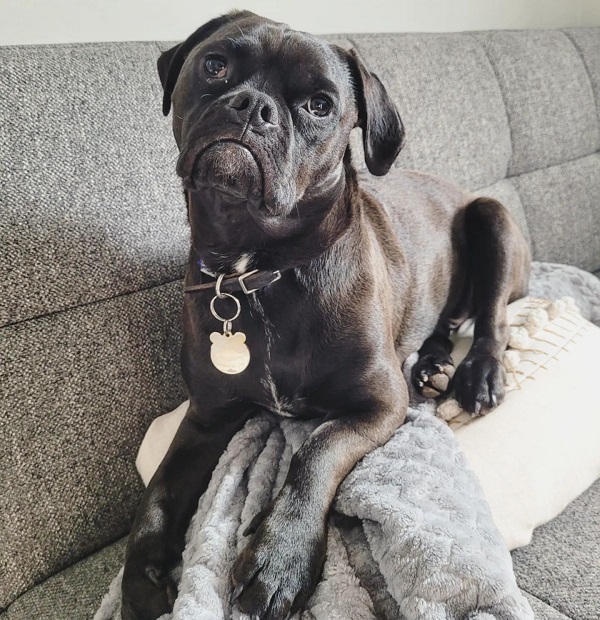 Pug Mixed Pitbull: Puppies, Pictures & Temperament