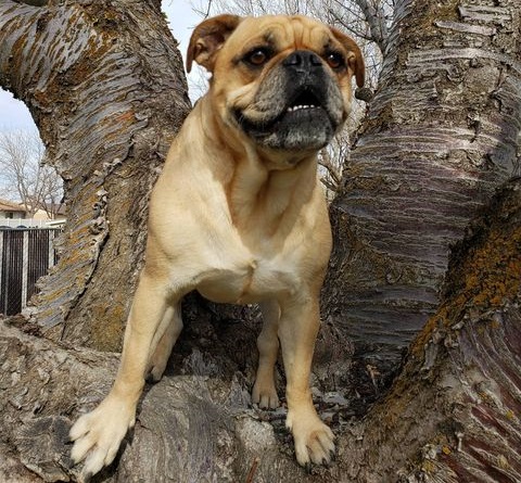 Pug Mixed Pitbull: Puppies, Pictures & Temperament