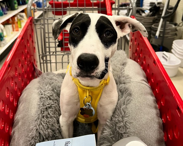 Pitbull Mixed With Damatian: Puppies, Price & Temperament