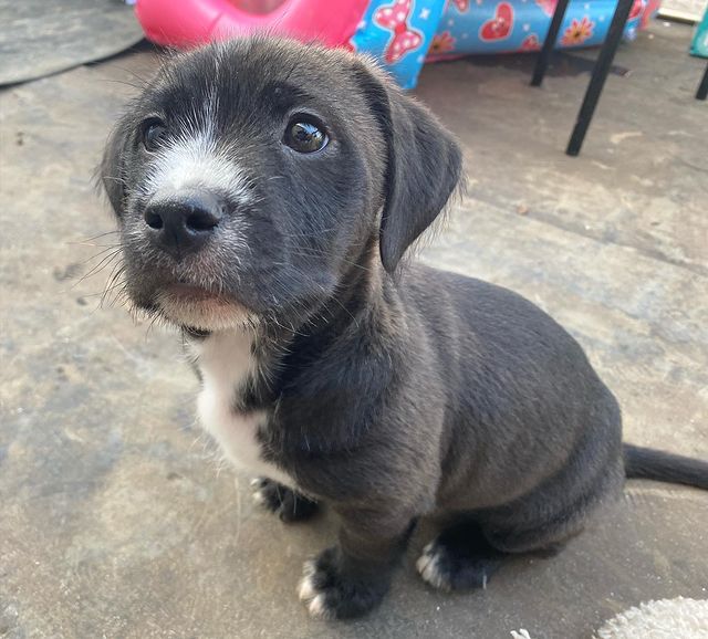 Pitbull Poodle Mix: Puppies, Pictures, Temperament and More!