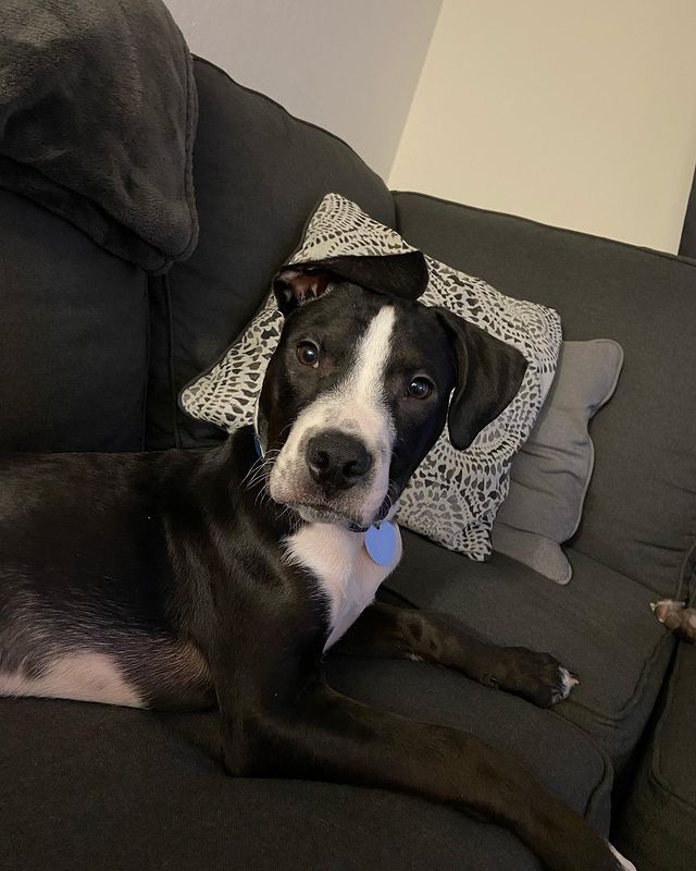 Pitbull Poodle Mix: Puppies, Pictures, Temperament and More!