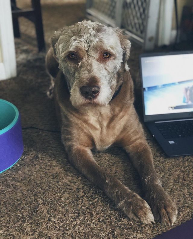 Pitbull Poodle Mix: Puppies, Pictures, Temperament and More!