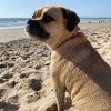 Pug Mixed Pitbull: Puppies, Pictures & Temperament
