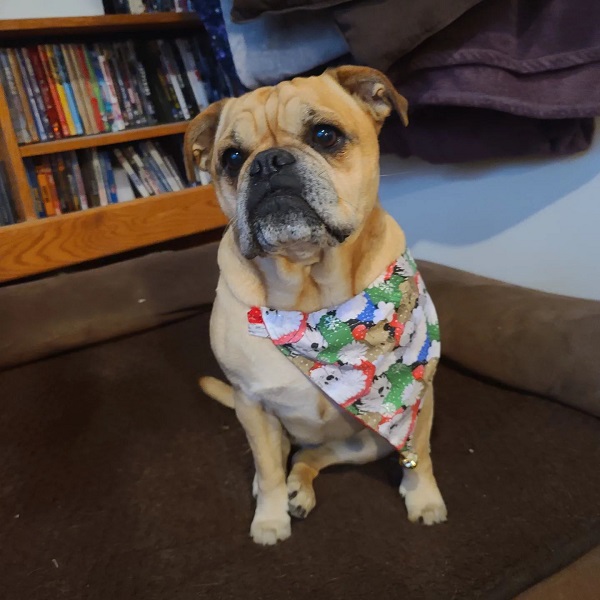 Pug Mixed Pitbull: Puppies, Pictures & Temperament