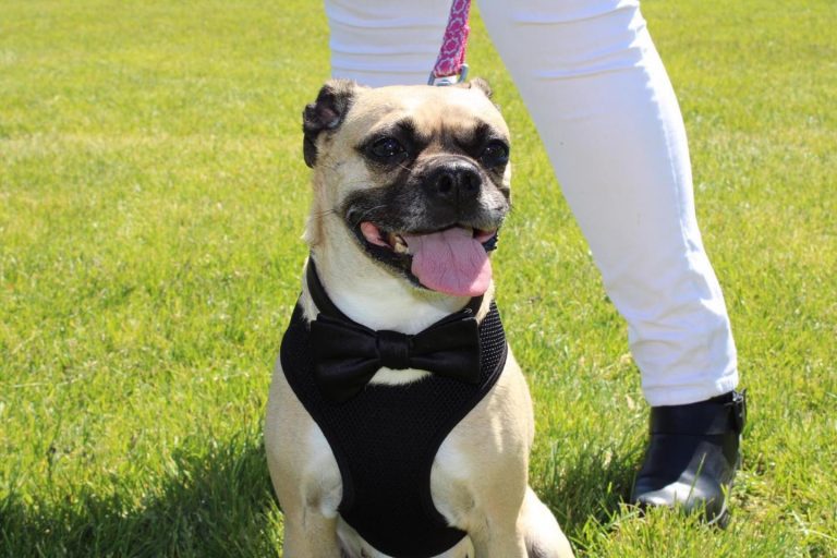 Pug Mixed Pitbull: Puppies, Pictures & Temperament