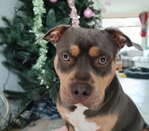 Tri Color Pitbulls: Puppies, Price, Rare Colors and MORE!