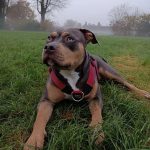 Tri Color Pitbulls: Puppies, Price, Rare Colors and MORE!