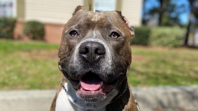 Pitbull Colors Guide: Rare Colored Pitbulls & Most Popular!