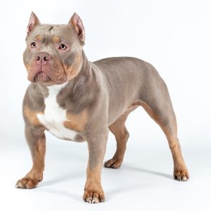 Tri-Color Bully: Lilac, Ghost, Blue, Chocolate and Puppies!