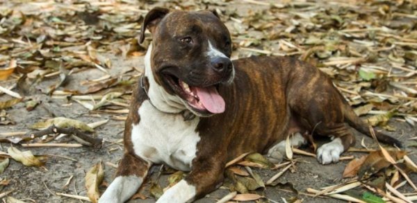 American Bully Merle Breed: Prices, Chocolate, Blue & MORE!