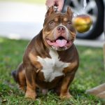 Tri-Color Bully: Lilac, Ghost, Blue, Chocolate and Puppies!