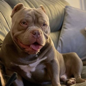 Tri-Color Bully: Lilac, Ghost, Blue, Chocolate and Puppies!