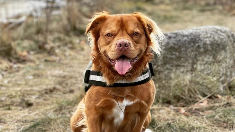 32 Amazing American Pitbull Terrier Mixed Breeds!