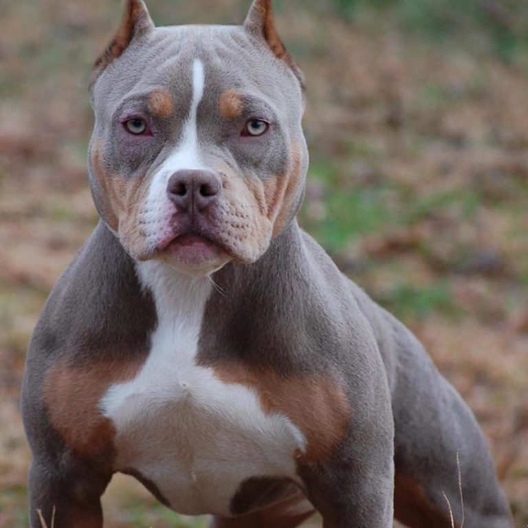 Tri-Color Bully: Lilac, Ghost, Blue, Chocolate and Puppies!