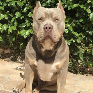 Tri-Color Bully: Lilac, Ghost, Blue, Chocolate and Puppies!