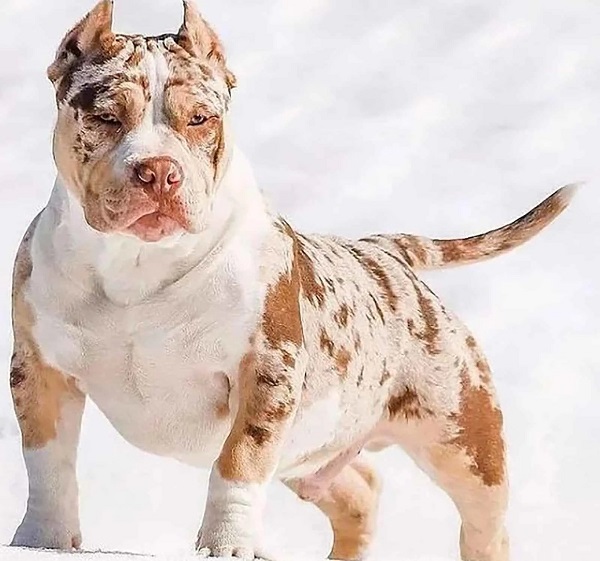 American Bully Merle Breed: Prices, Chocolate, Blue & MORE! American Bully Merle Breed: Prices, Chocolate, Blue & MORE!
