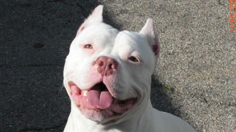 Pitbull Colors Guide: Rare Colored Pitbulls & Most Popular!
