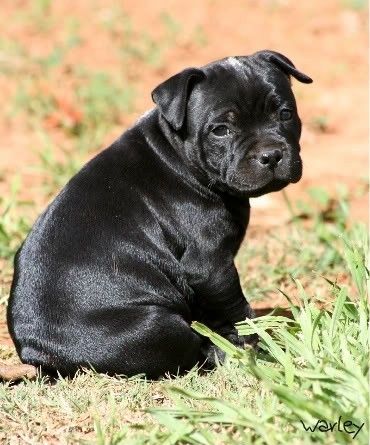Panther Black Pitbull: Price, For Sale, Coat, Behavior, Care