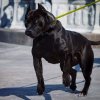 Panther Black Pitbull: Price, For Sale, Coat, Behavior, Care
